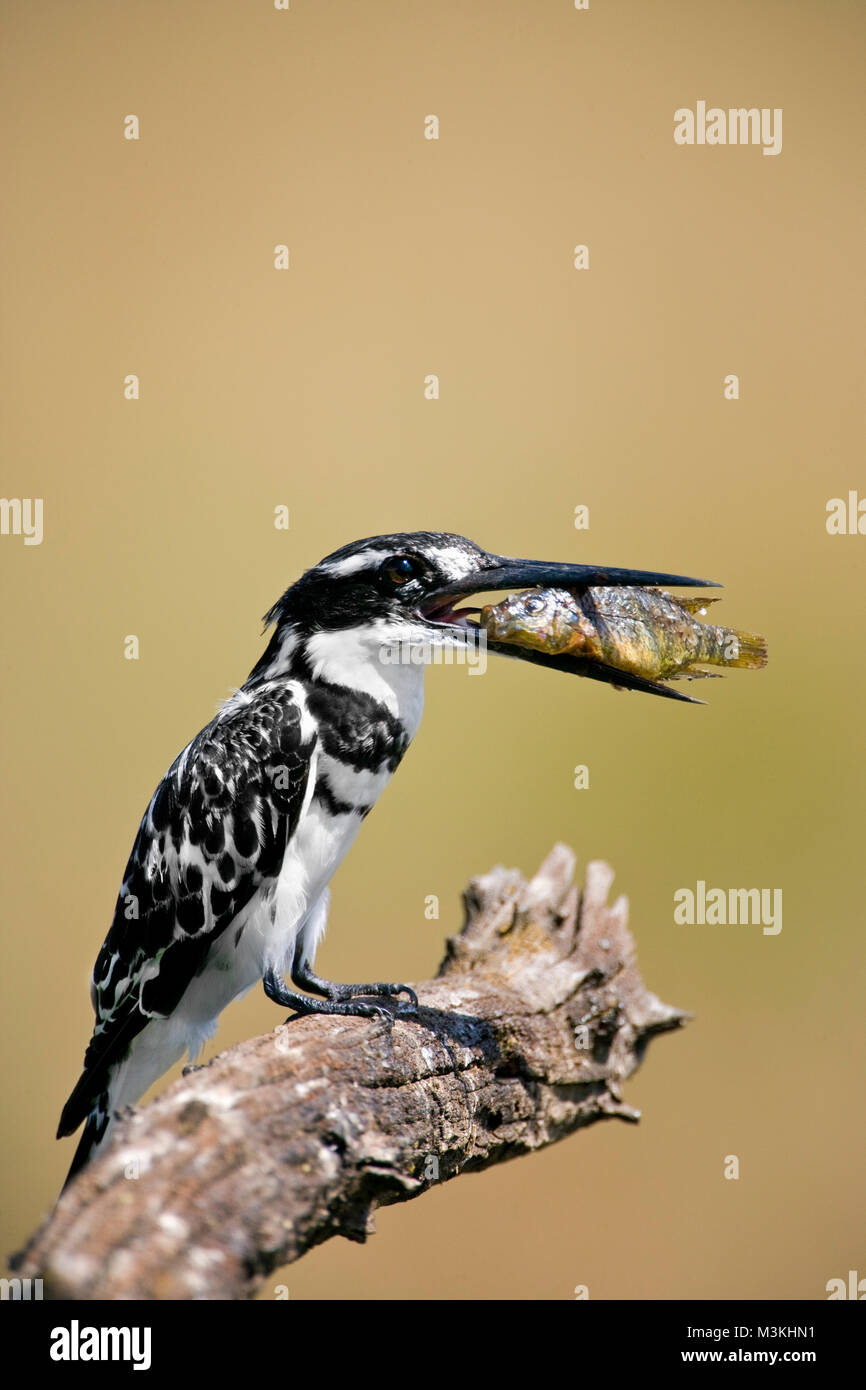 South Africa, near Rustenburg, Pilanesberg National Park. Mankwe Hide ...