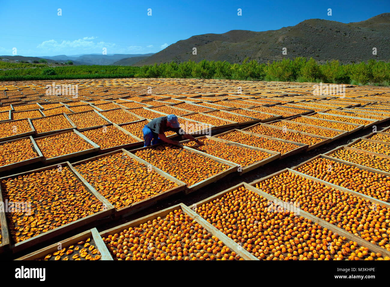 South Africa, Western Cape, near Barrydale, drying apricots Stock Photo ...