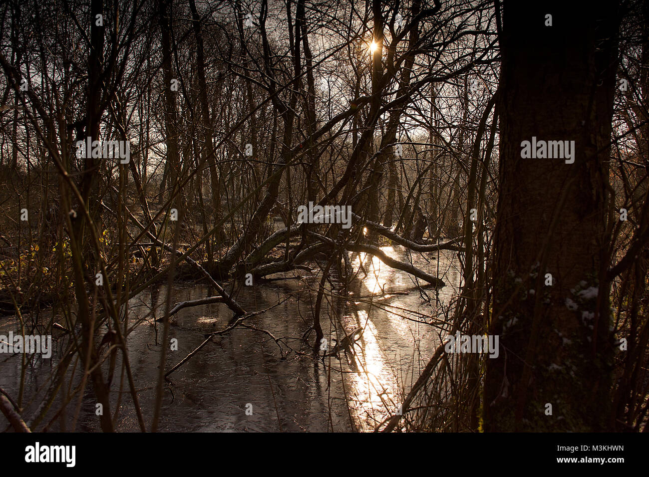 Swamp on winter hi-res stock photography and images - Alamy
