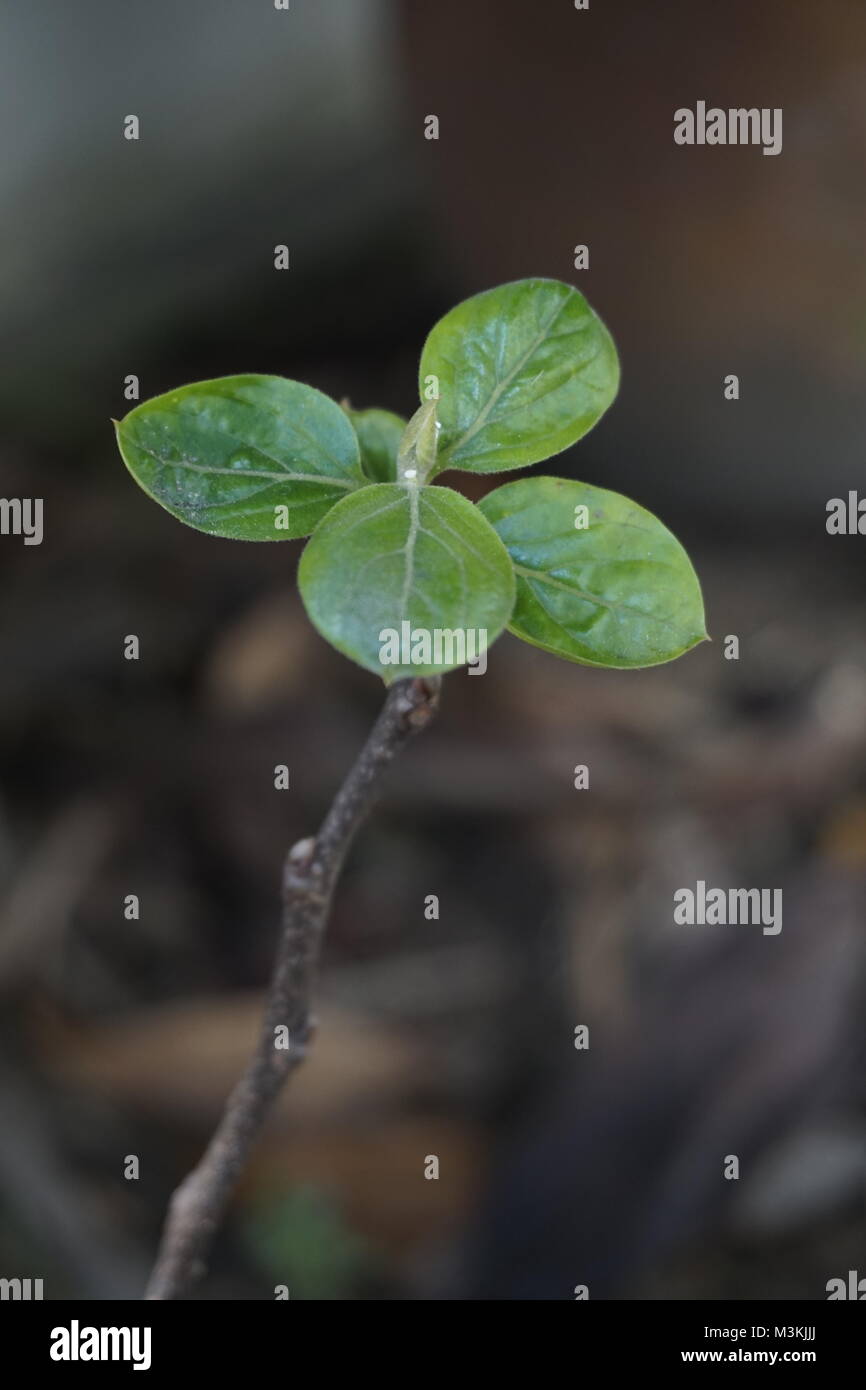 sapling of persimmon tree Stock Photo - Alamy