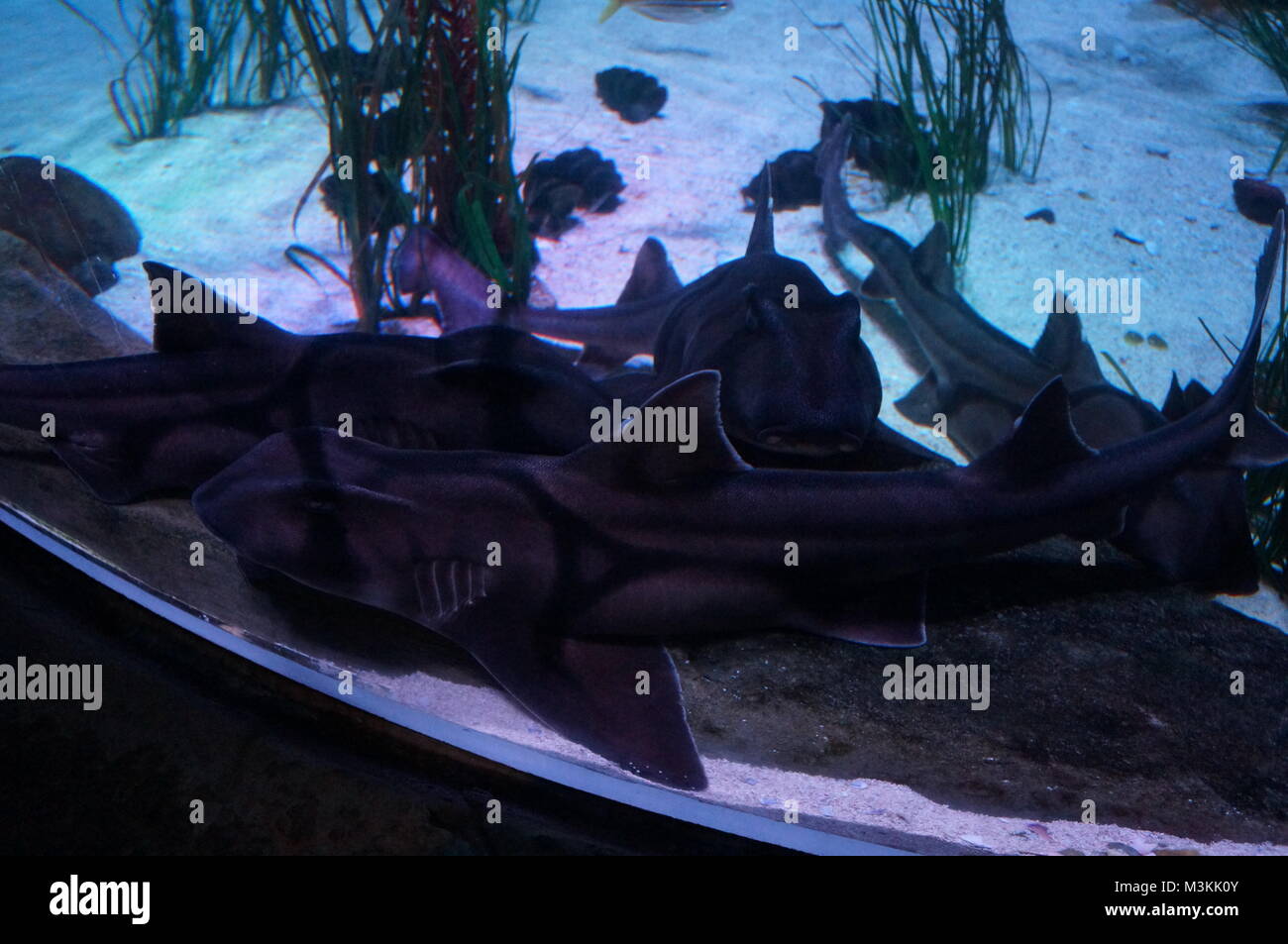 Shark Cuddling on a pile Stock Photo - Alamy