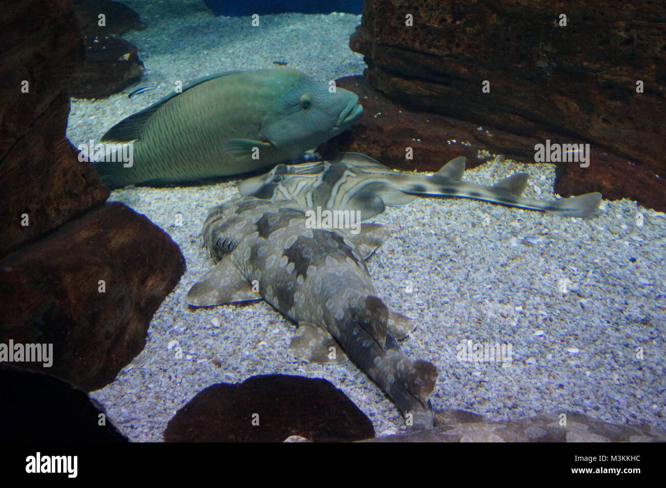 Shark cuddling group Stock Photo - Alamy