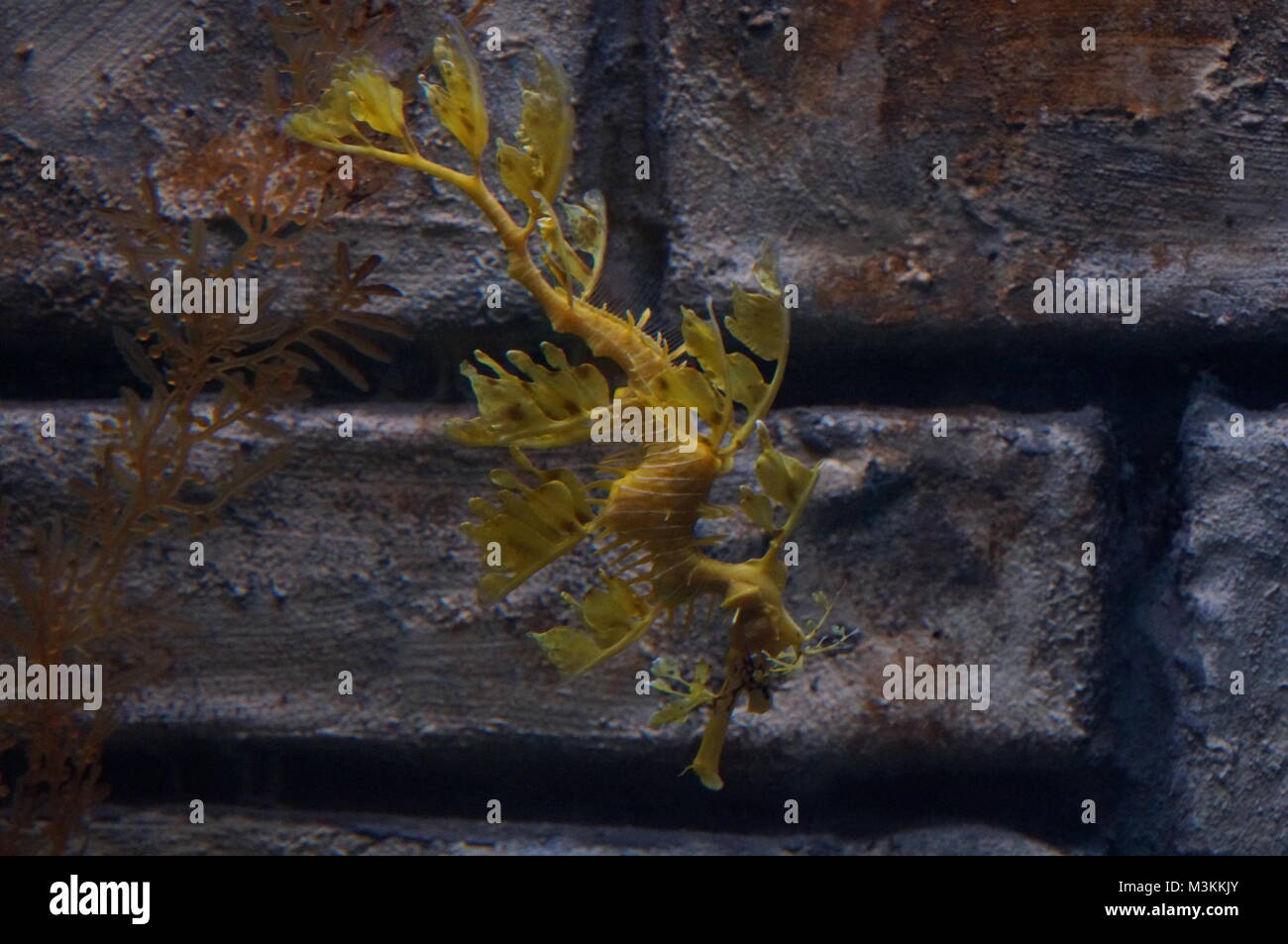 Leafy Seadragon Australia High Resolution Stock Photography and Images ...