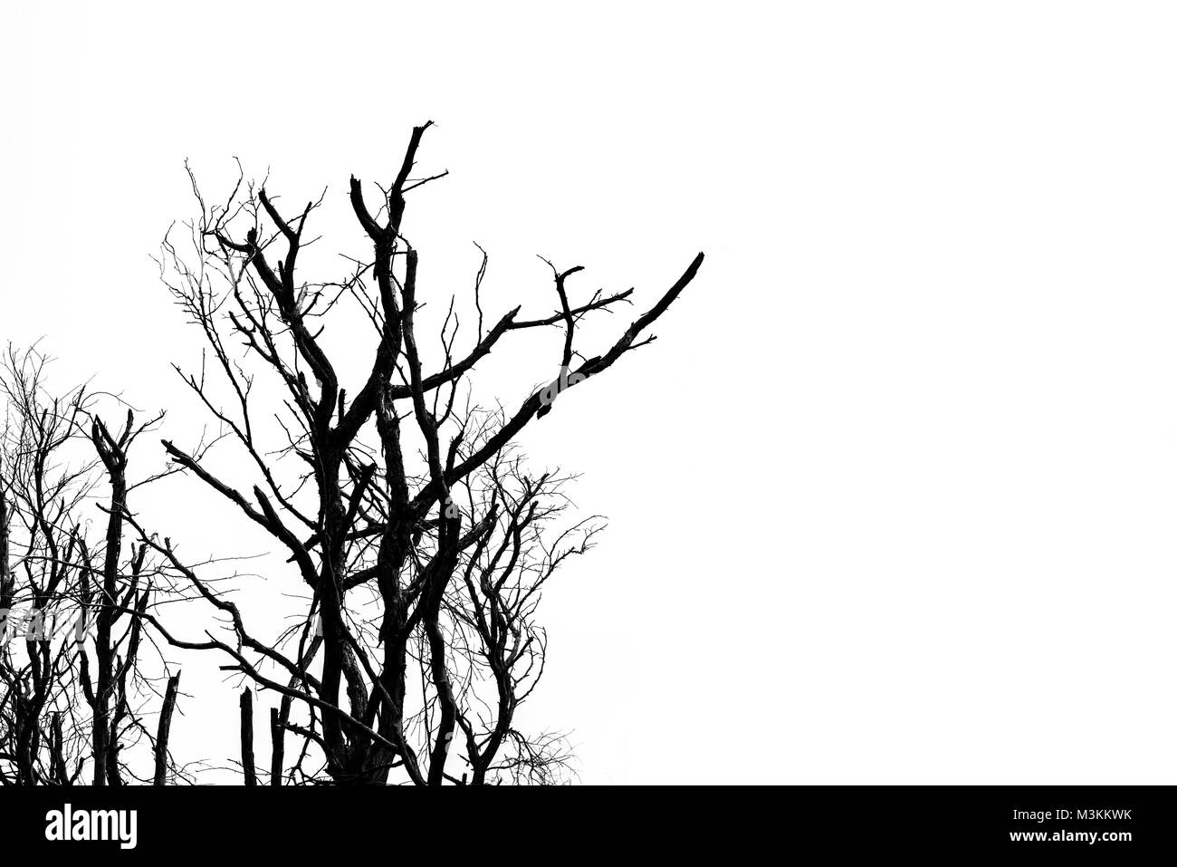 Dead Trees Black And White Silhouette