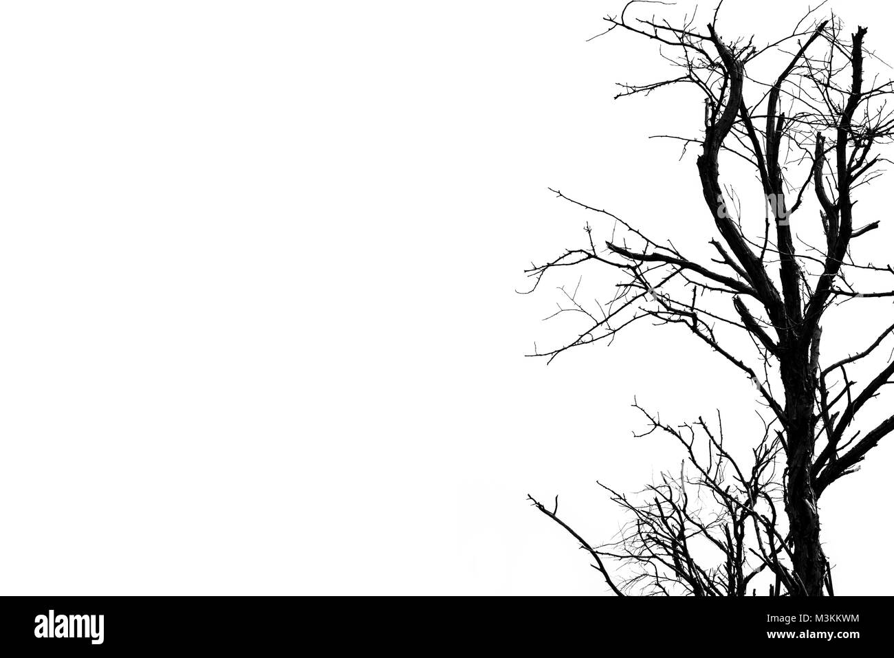 Withered Tree Wallpaper