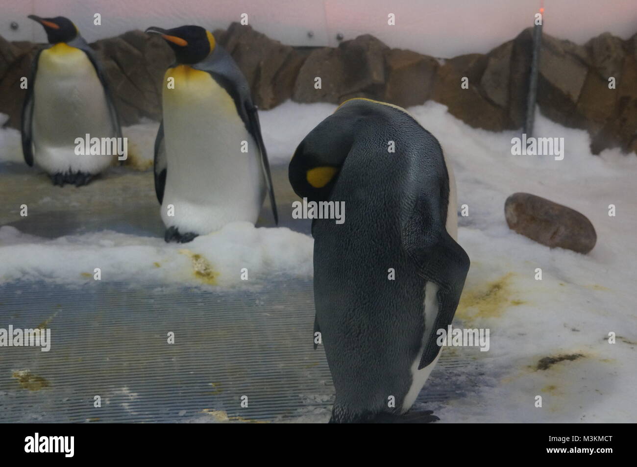 Penguins sleep hi-res stock photography and images - Alamy