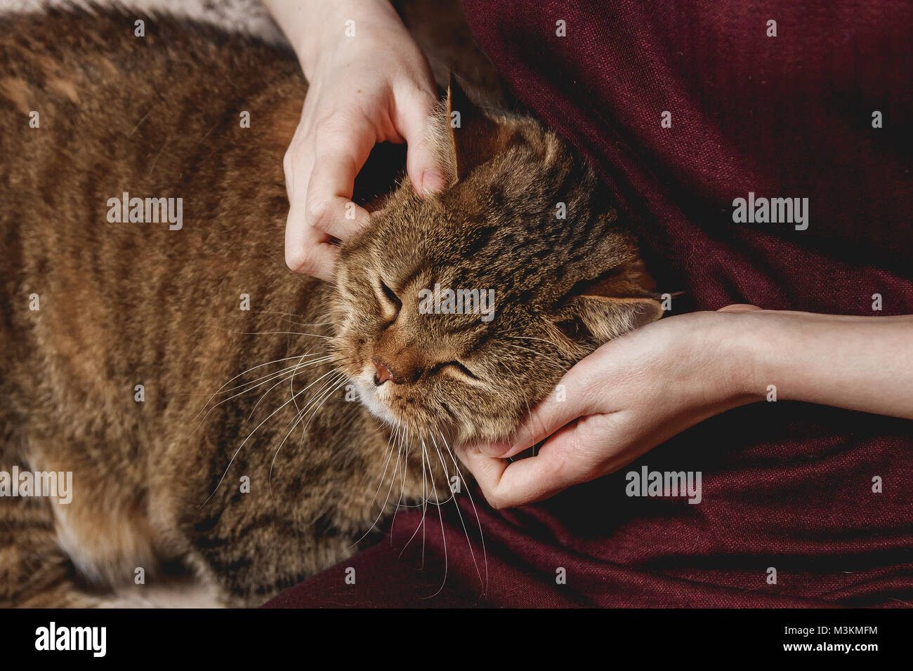 Woman caress tabby cat, hand of woman caress beautiful half sleepy ...