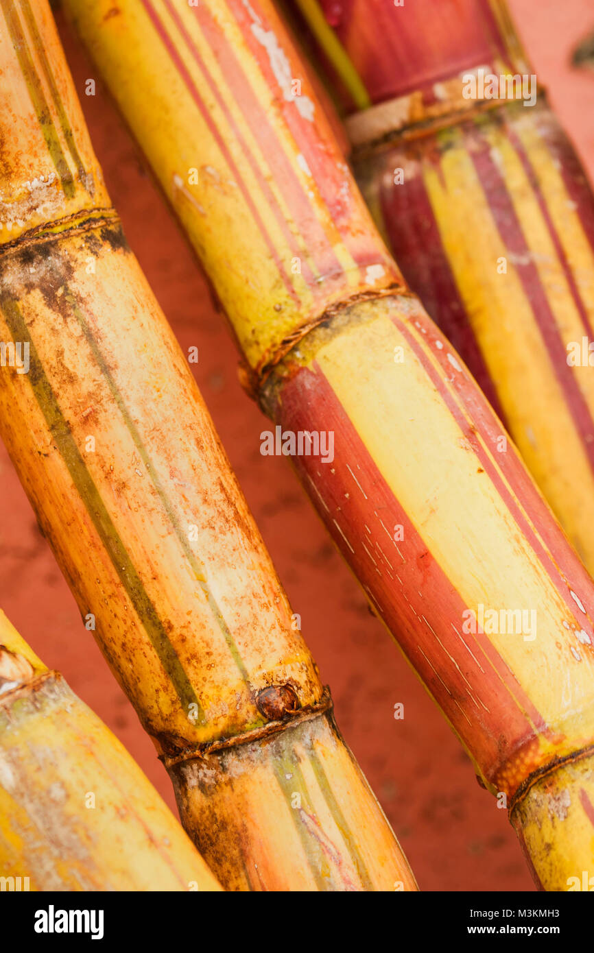 Tall sugarcane crop hi-res stock photography and images - Alamy