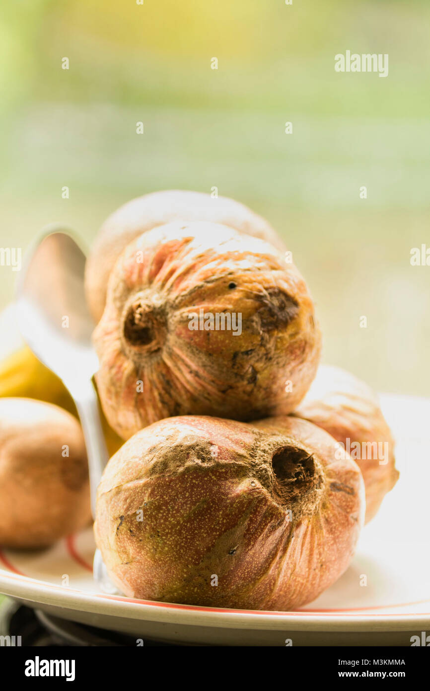 mammy fruit, Ocho Rios, Jamaica, West Indies, Caribbean Stock Photo - Alamy