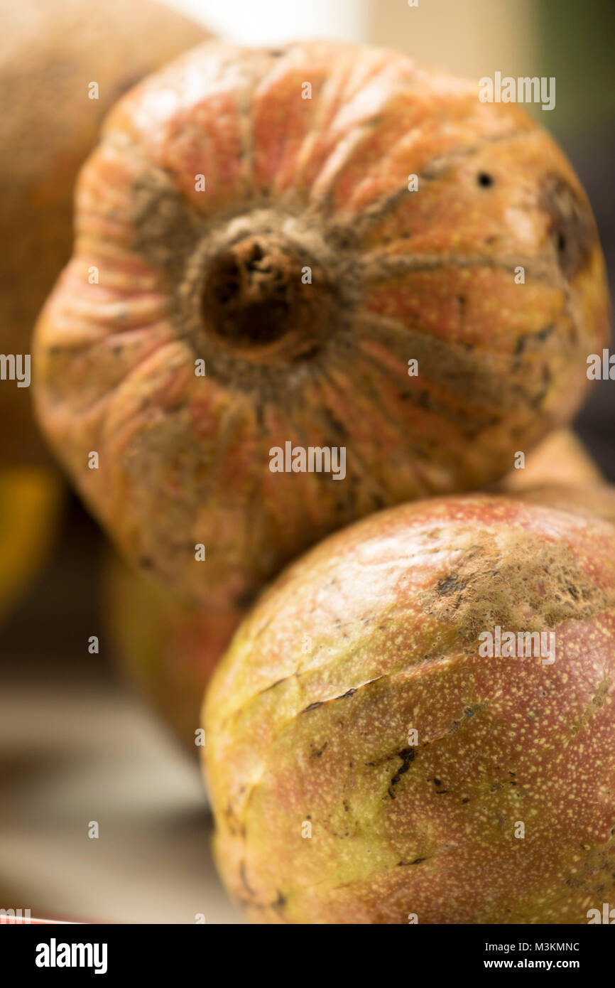 mammy fruit, Ocho Rios, Jamaica, West Indies, Caribbean Stock Photo - Alamy