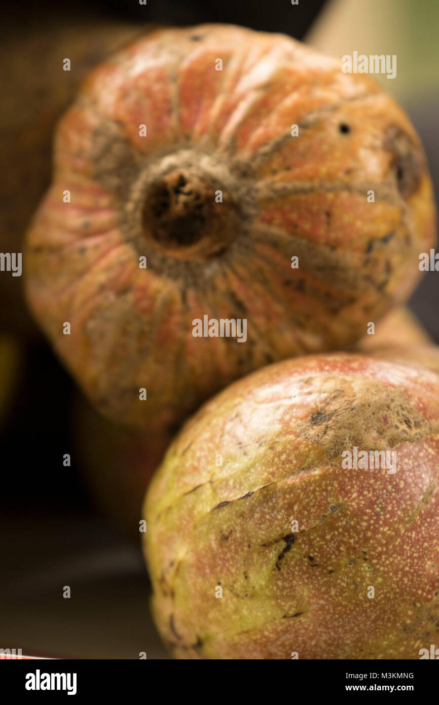 mammy fruit, Ocho Rios, Jamaica, West Indies, Caribbean Stock Photo - Alamy
