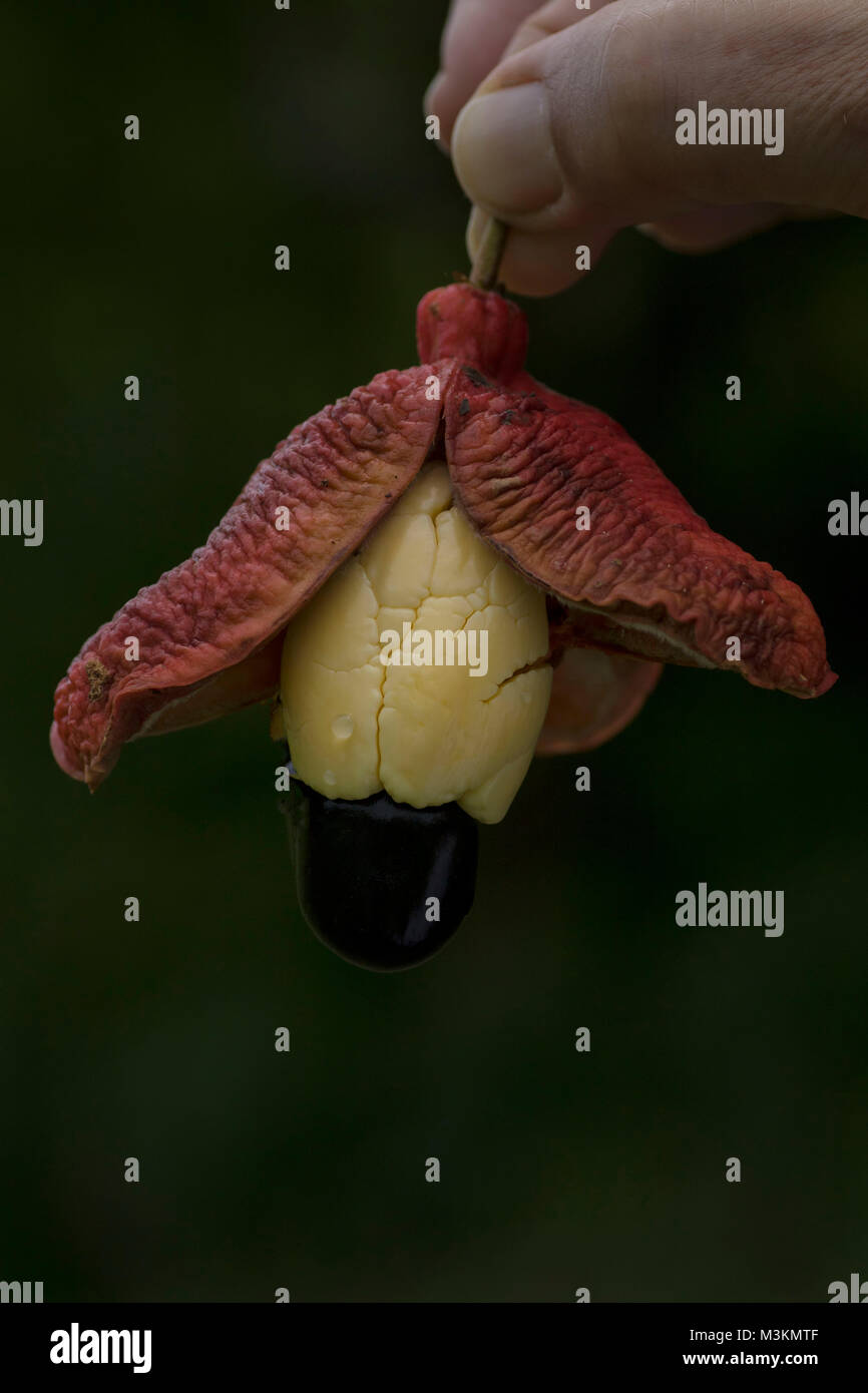 Jamaica food ackee saltfish hi-res stock photography and images - Alamy