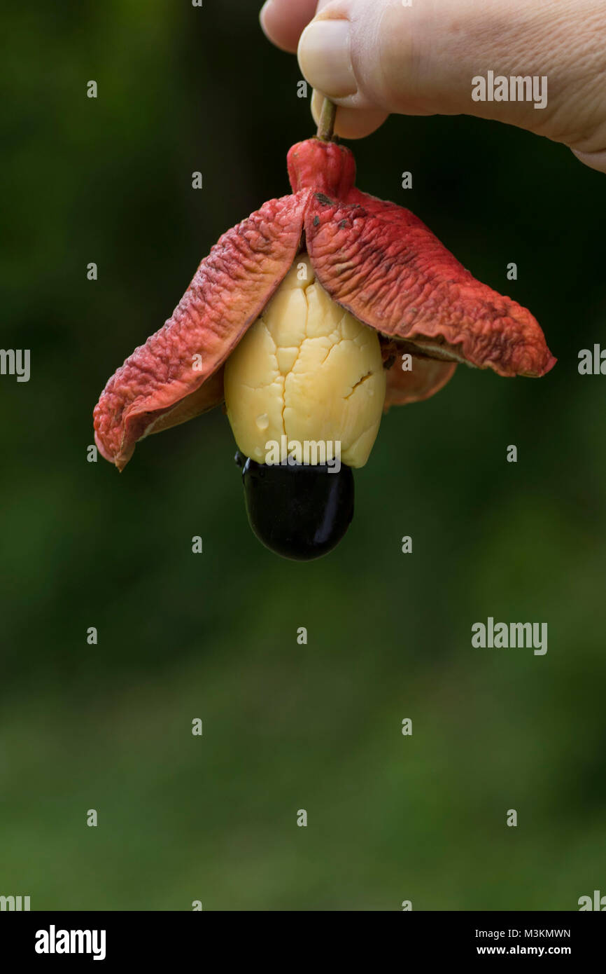 Ackee pod food still-life photograph, St. Thomas, Jamaica, West Indies ...