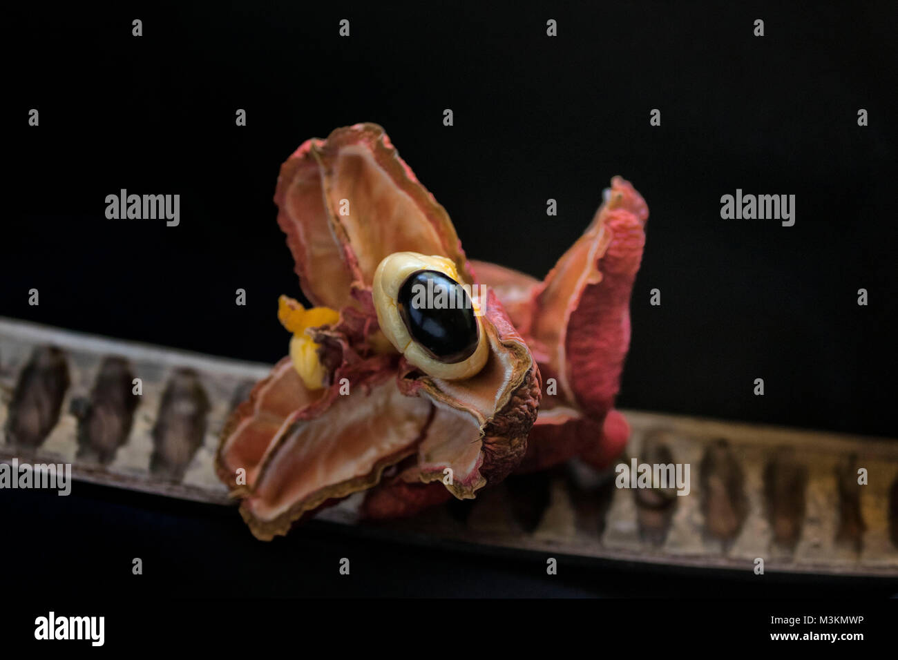 Ackee pod food still-life photograph, St. Thomas, Jamaica, West Indies ...