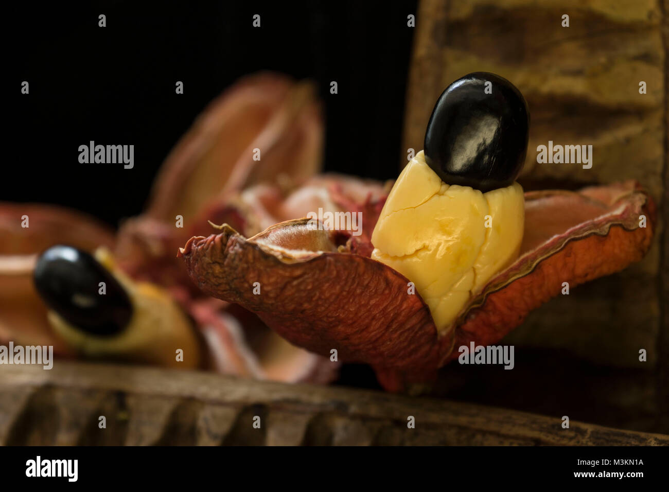Ackee pod food still-life photograph, St. Thomas, Jamaica, West Indies ...