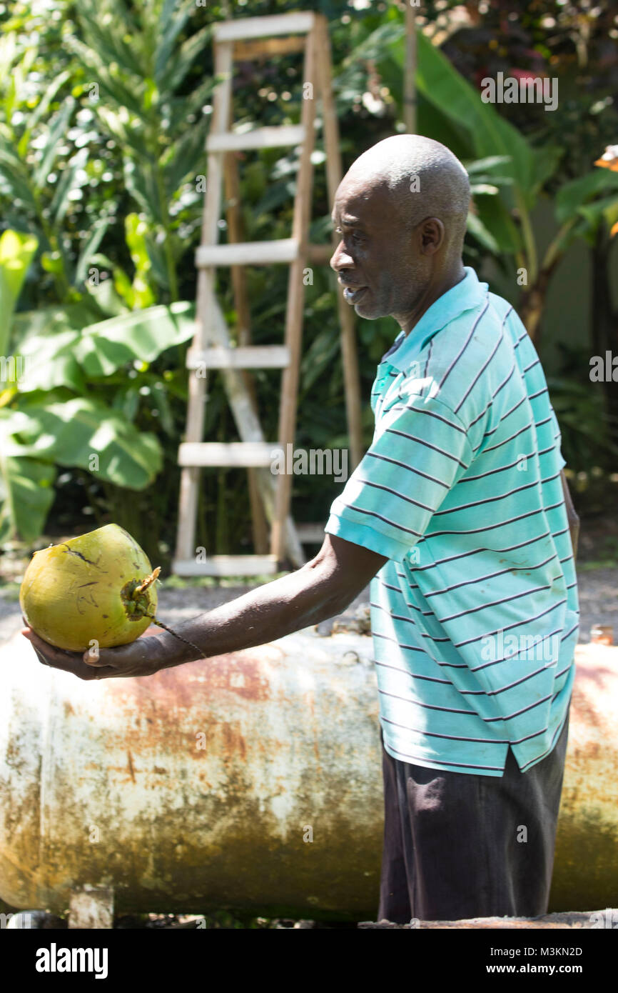 Water coconut preparation demonstration at the Sun Valley plantation ...