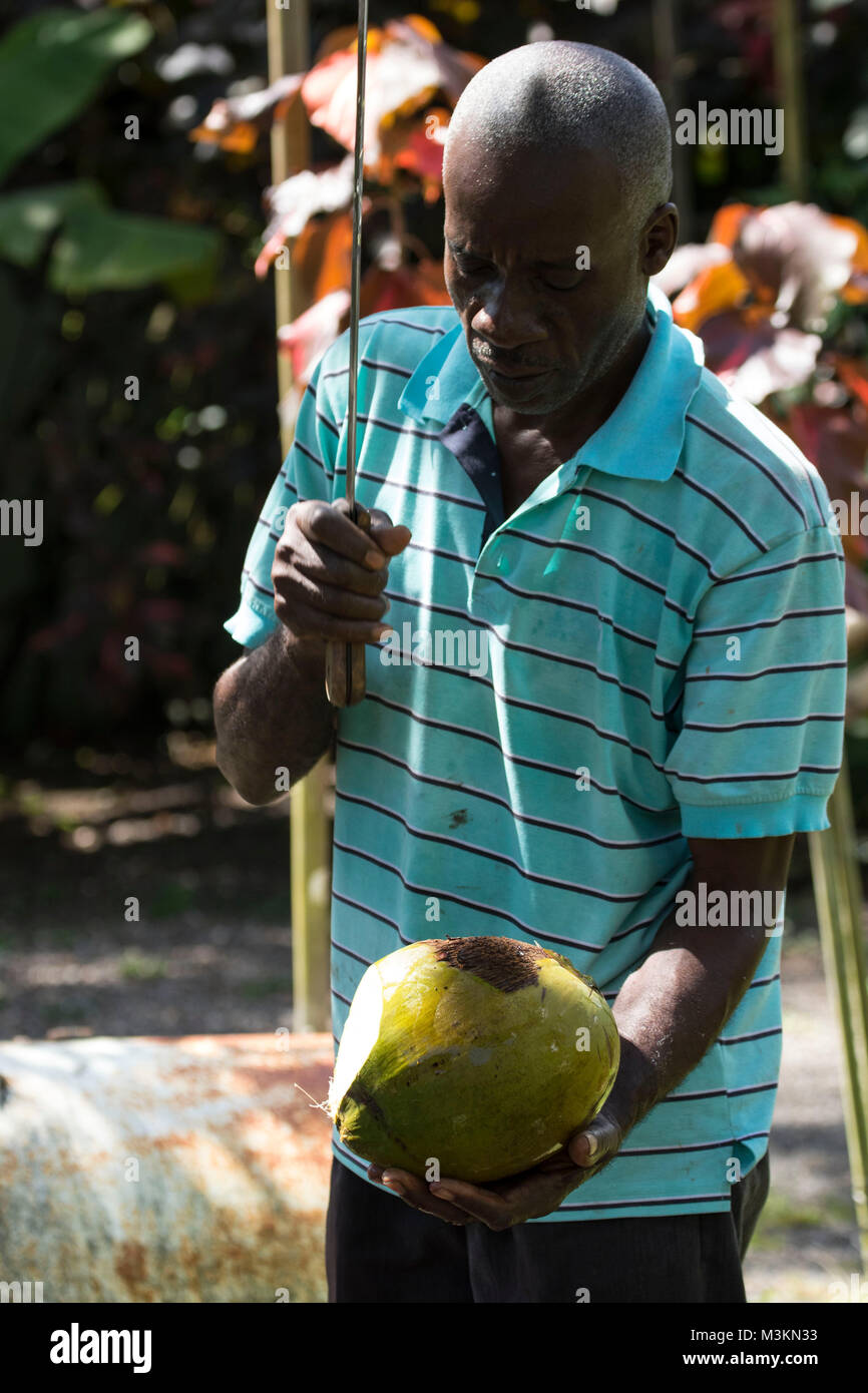 Water coconut preparation demonstration at the Sun Valley plantation ...