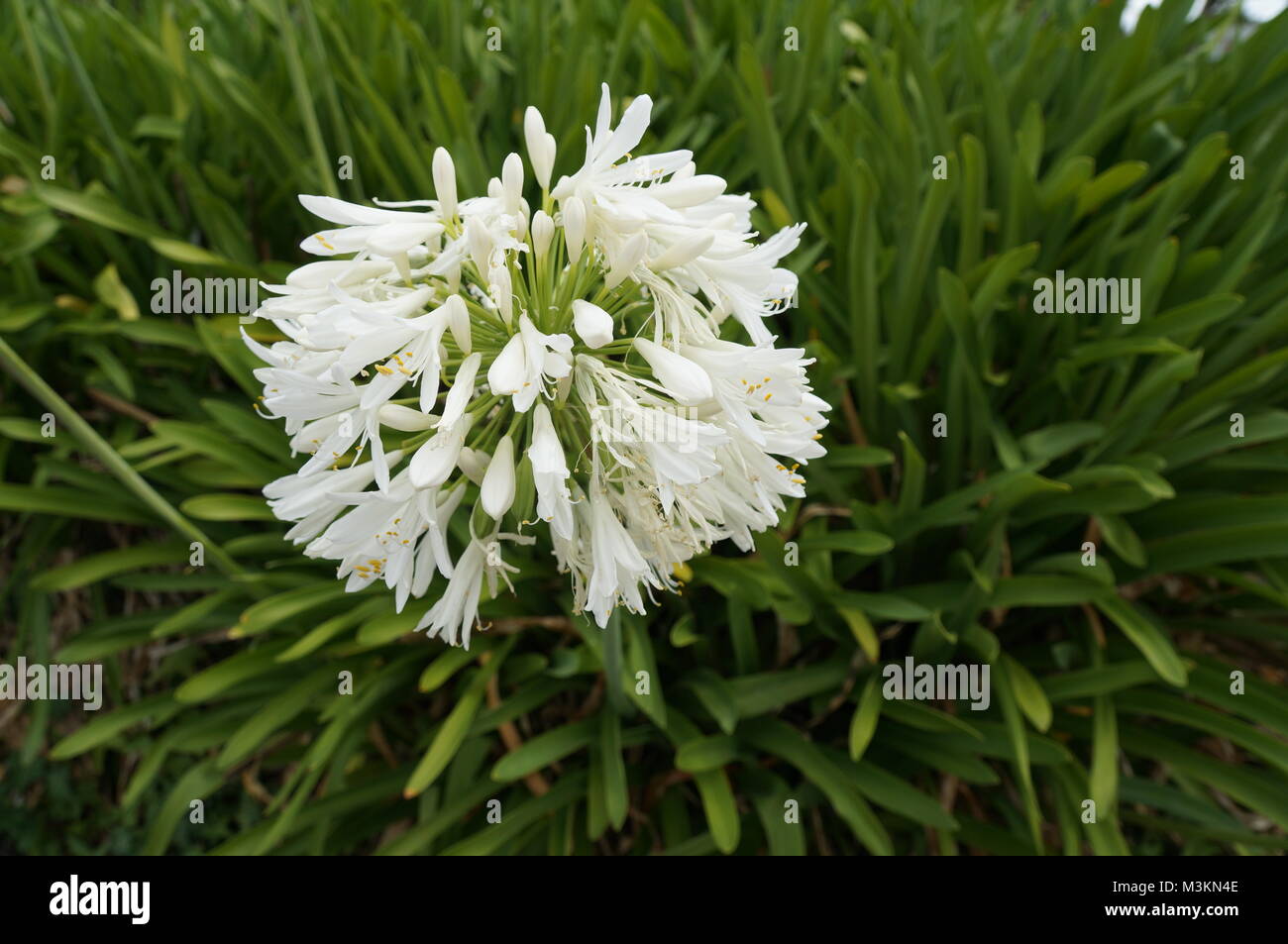 White flower from top Stock Photo - Alamy