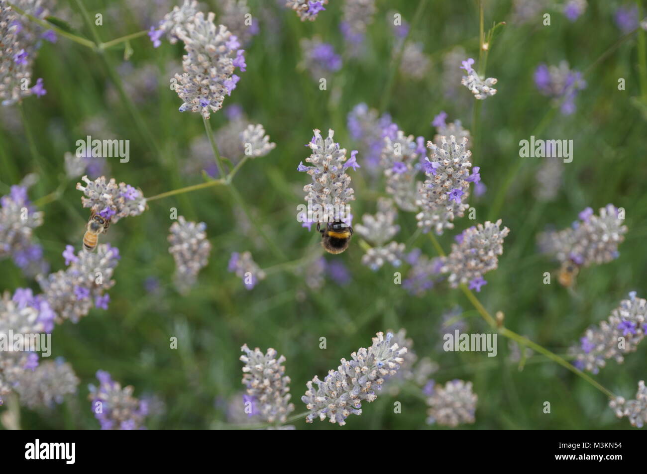 fat and thin Bee and Lavendar Stock Photo - Alamy