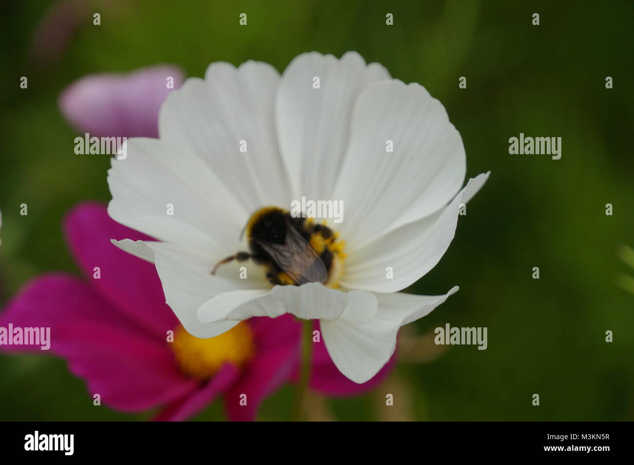 Bee bathing in flower Stock Photo - Alamy