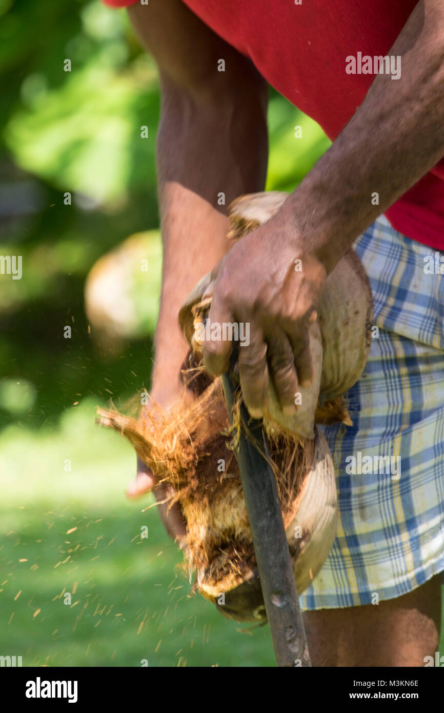 Close up of husking coconut demonstration, Ocho Rios, Jamaica, West ...