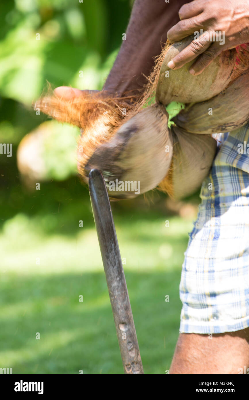 Close up of husking coconut demonstration, Ocho Rios, Jamaica, West ...