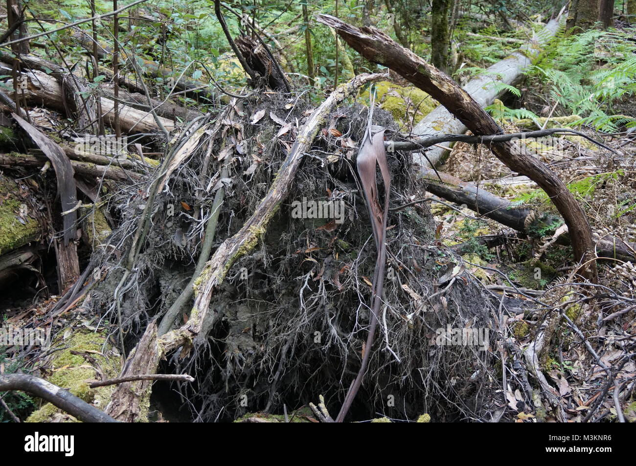 Fallen tree pulled the earth up Stock Photo - Alamy