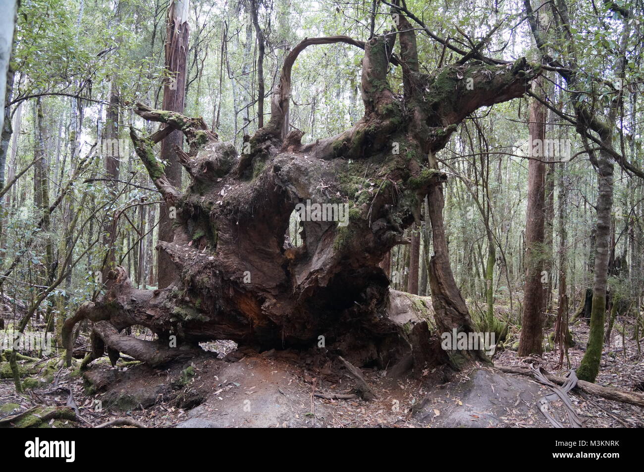 Tree roots contain a keyhole window Stock Photo - Alamy