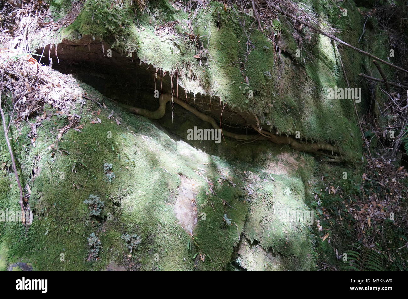 Root in the rock wall Stock Photo - Alamy