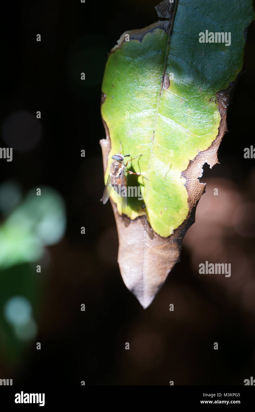 Half dead leaf hi-res stock photography and images - Alamy