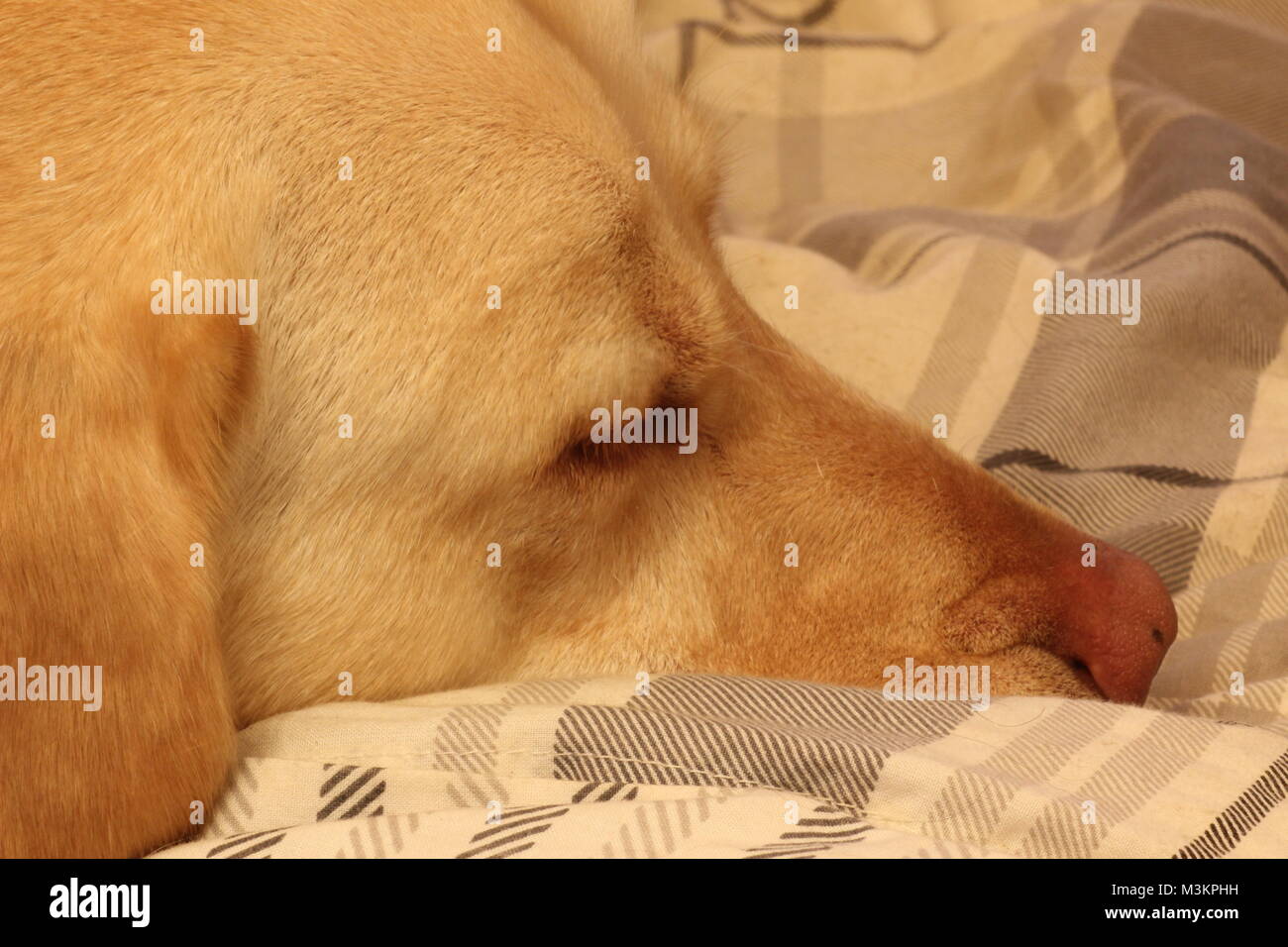 close up of sleeping golden labrador Stock Photo - Alamy