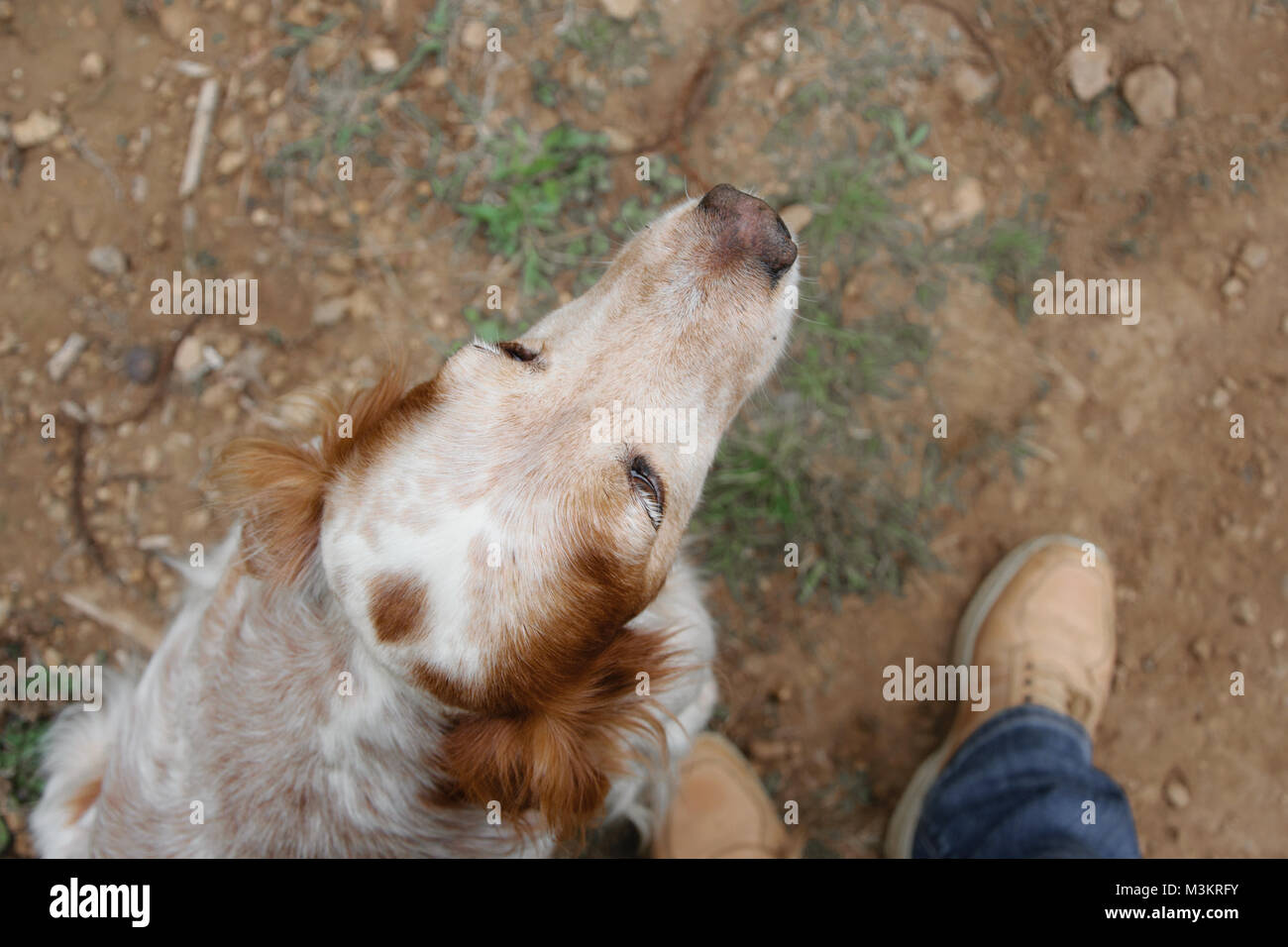 Top view of person with his setter dog in the nature, personal point of ...