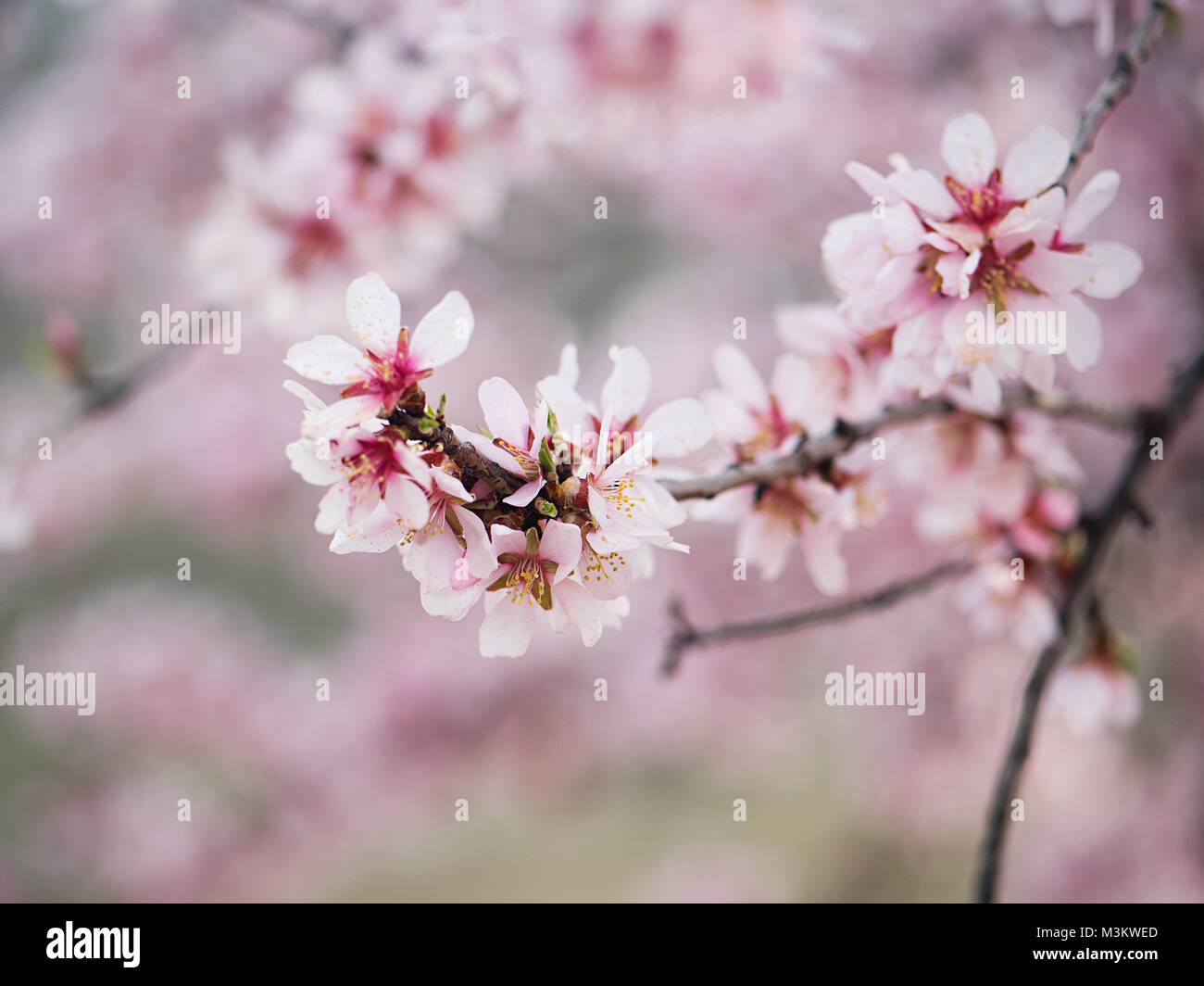 Many springflowers hi-res stock photography and images - Alamy