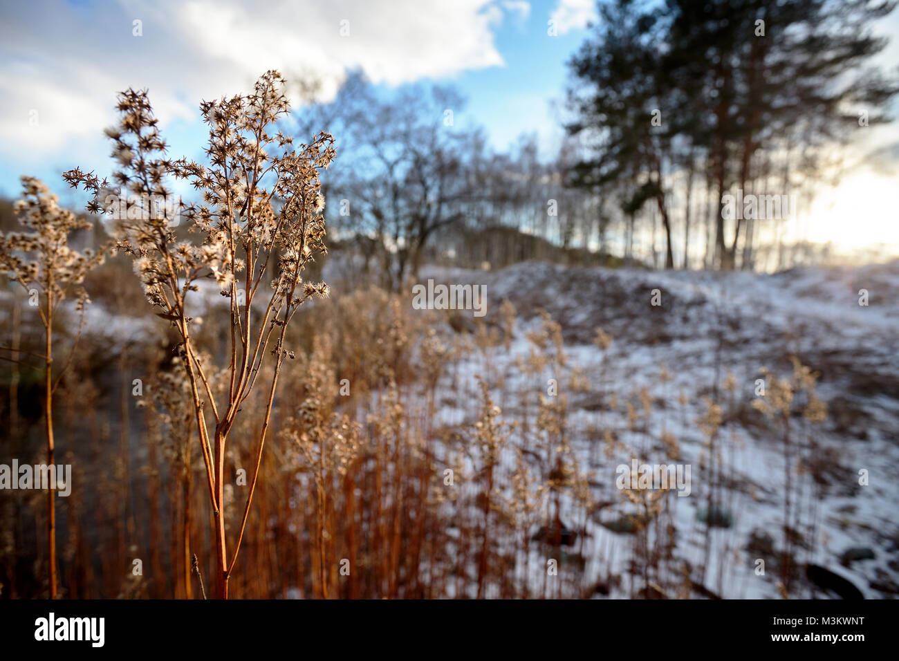 Dry Meadow Rue Over Blured Winter Rural Background Stock Photo - Alamy