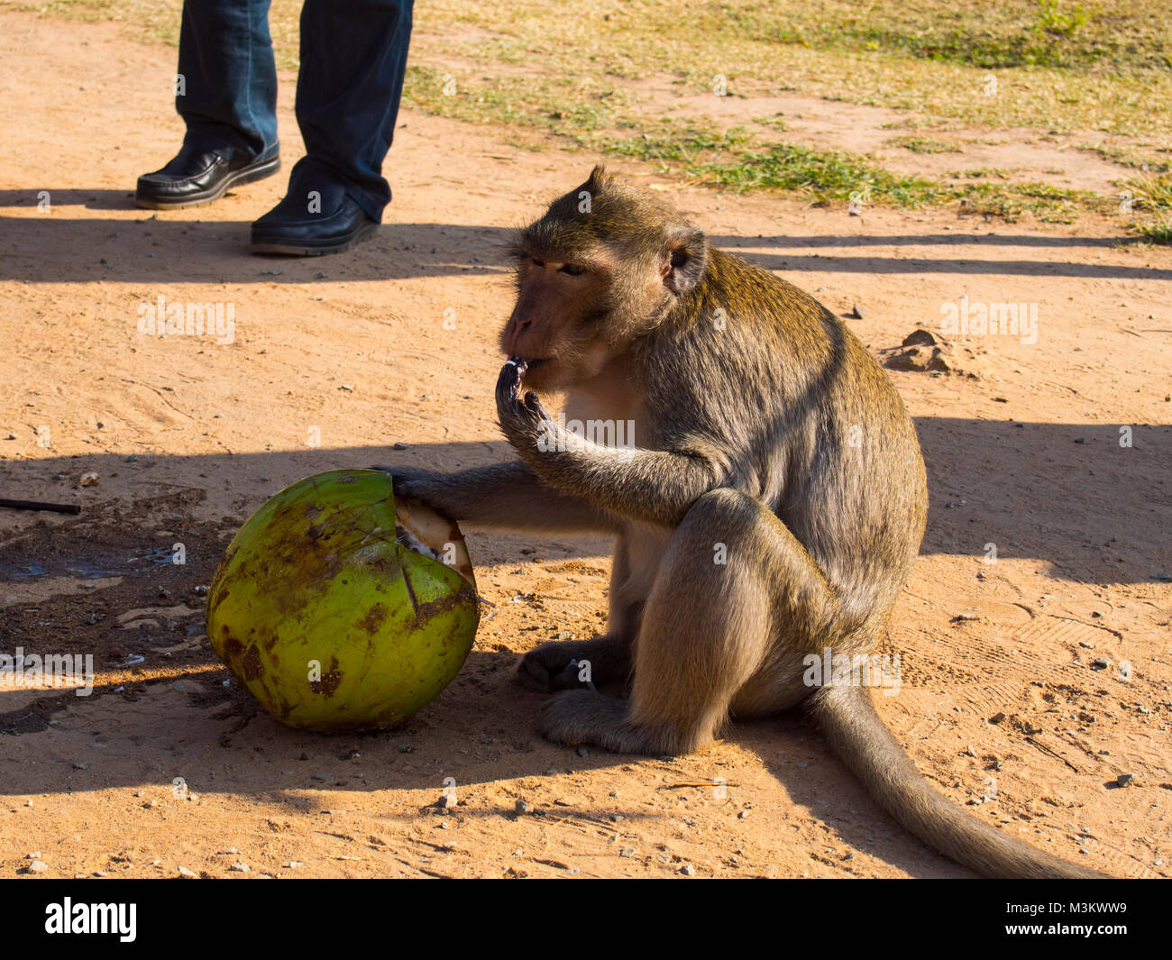 Wildwife monkey in Angkor Wat Temple in Cambodia Stock Photo - Alamy