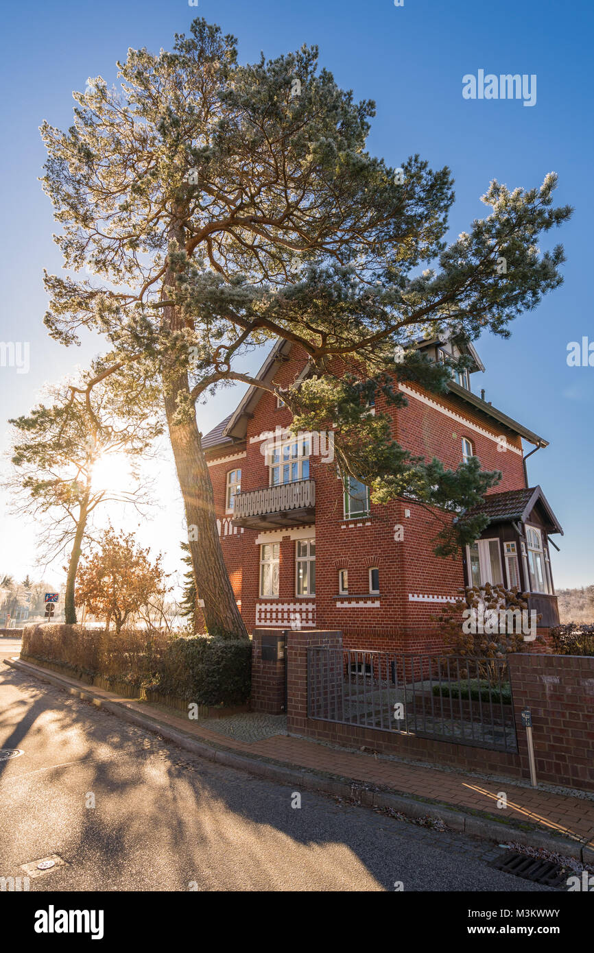 Brick house with big tree in the morning sun Stock Photo - Alamy