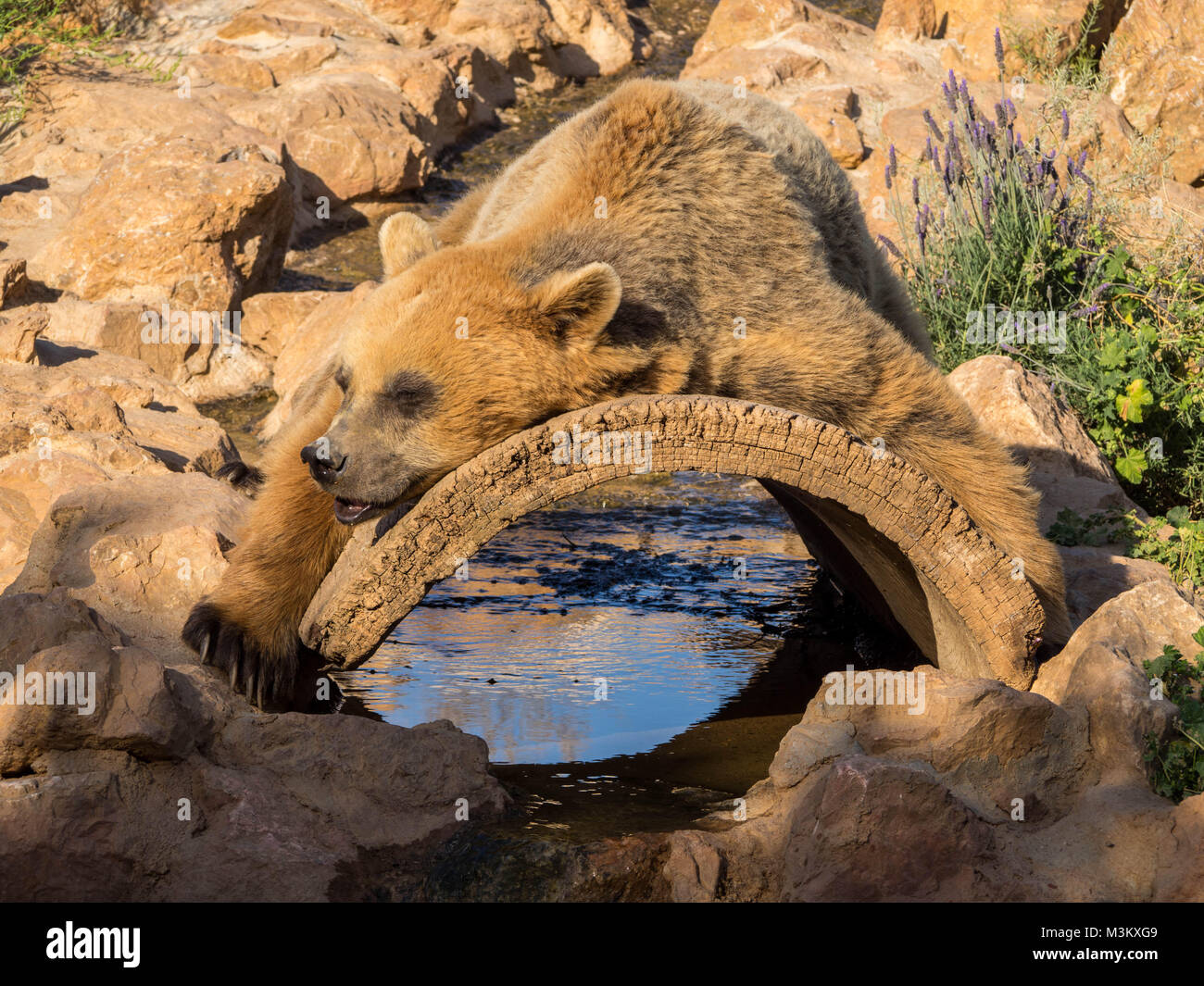 Spata Athens Greece-April 25 ,2016.Atica zoological park,a bear having ...