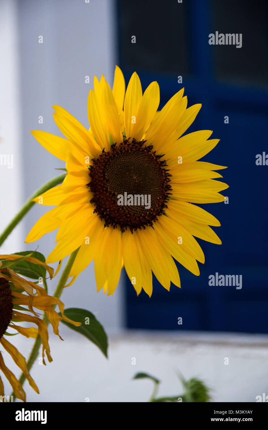 White yellow flower greece hi-res stock photography and images - Alamy