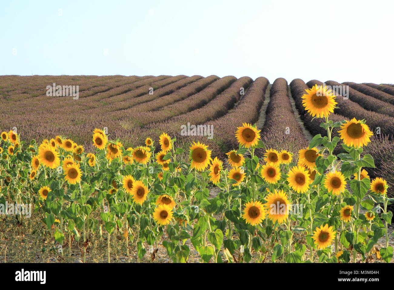 Lavender and sunflowers hi-res stock photography and images - Alamy