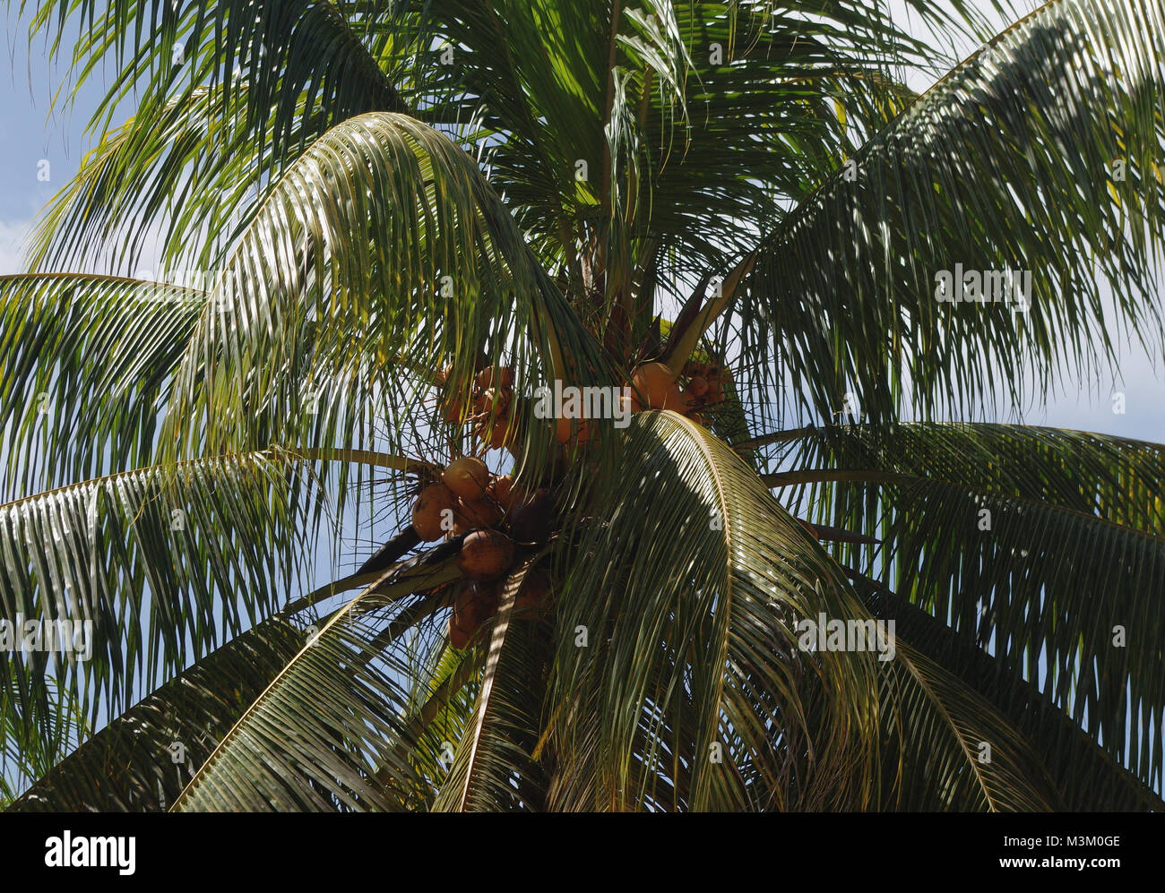 Detail of a coconut palm Stock Photo - Alamy