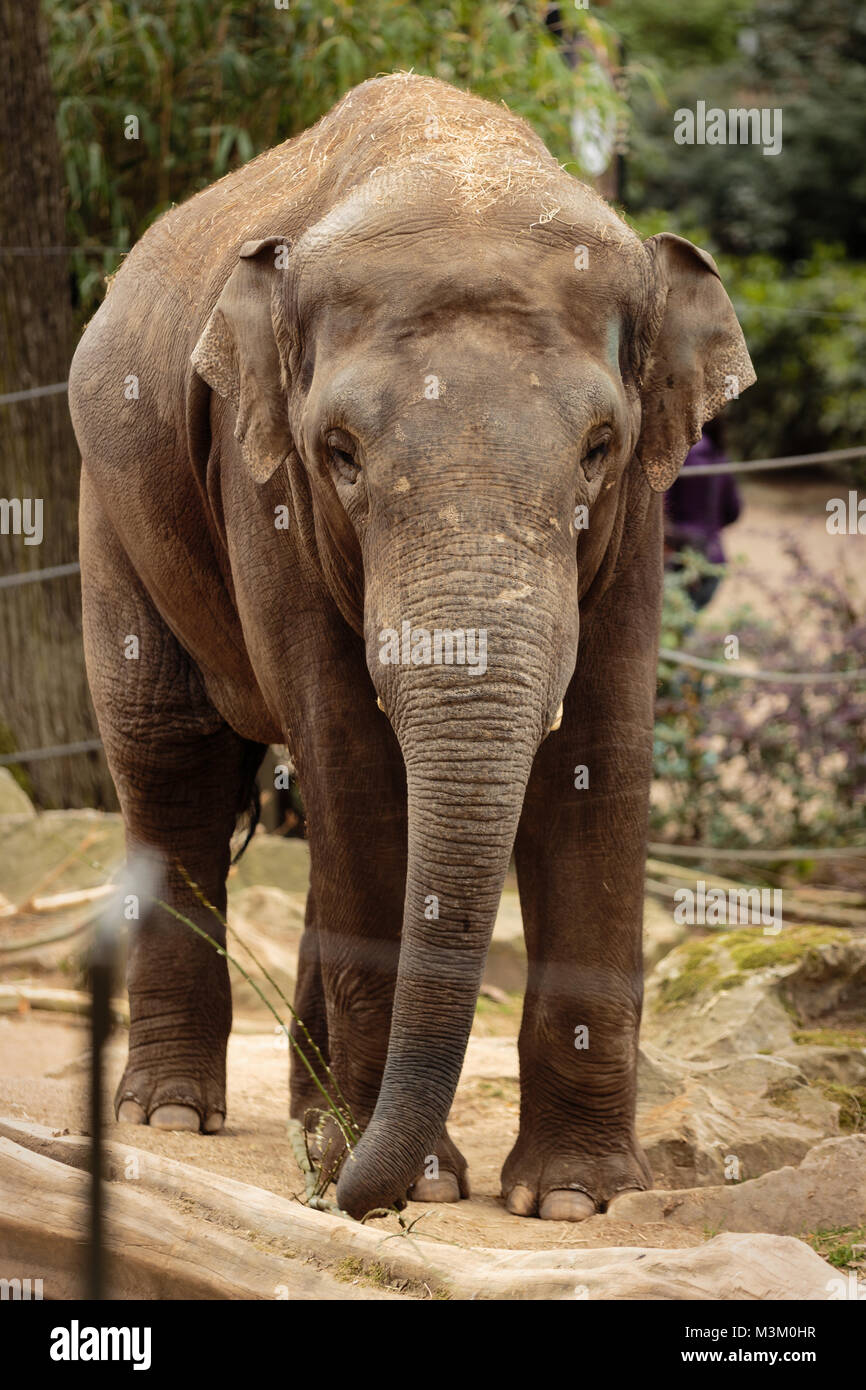 Elephant at a zoo hi-res stock photography and images - Alamy