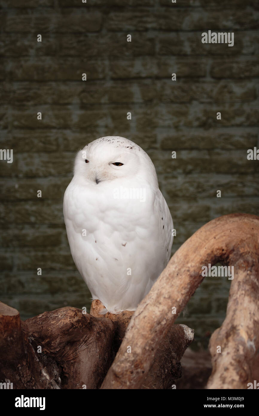 Portrait of an adult male snowy owl Stock Photo - Alamy