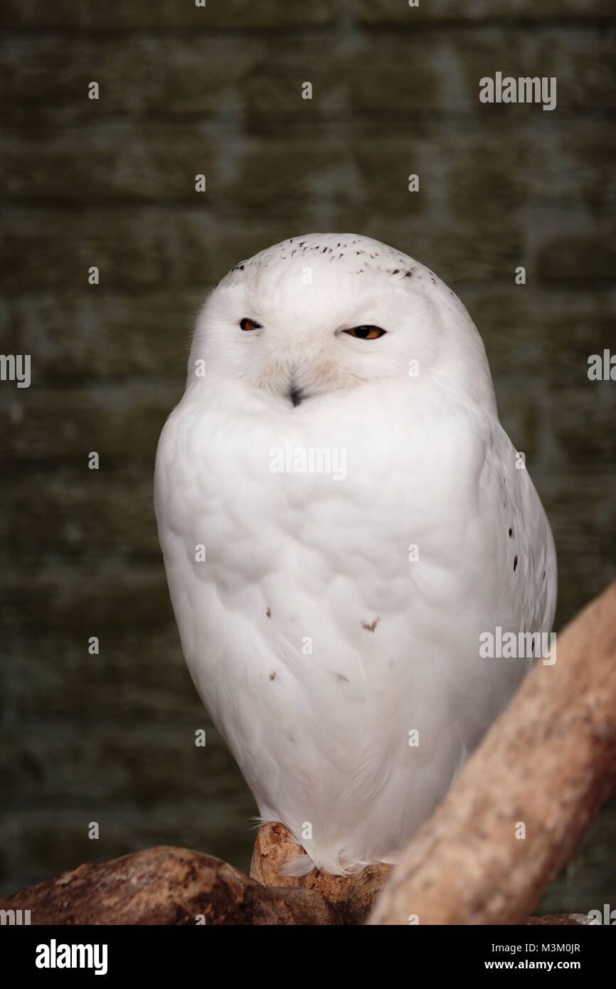 Portrait of an adult male snowy owl Stock Photo - Alamy