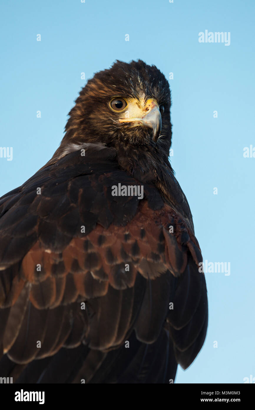 Harris hawks hi-res stock photography and images - Alamy