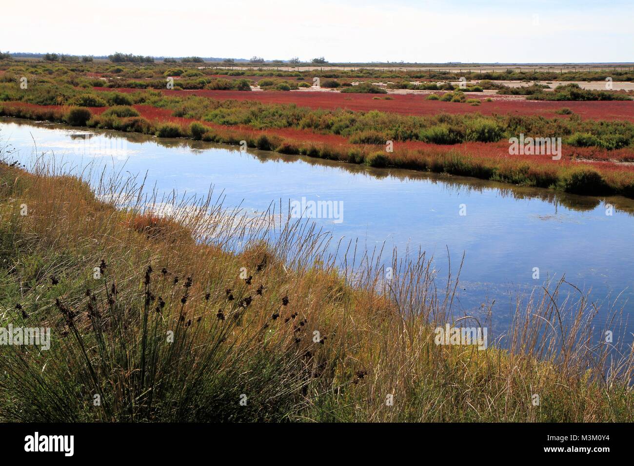 Landscape of Camargue, Provence, France Stock Photo - Alamy
