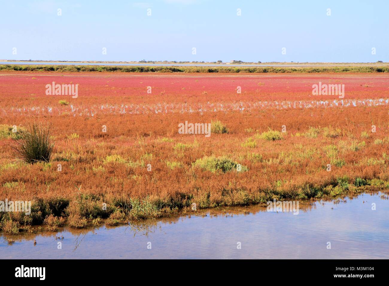 Camargue nature reserve hi-res stock photography and images - Alamy