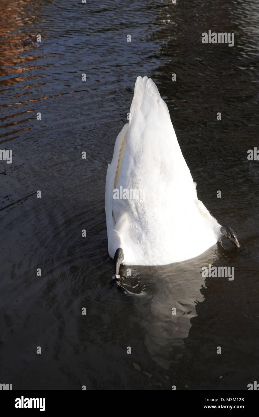 Swans canal hi-res stock photography and images - Alamy