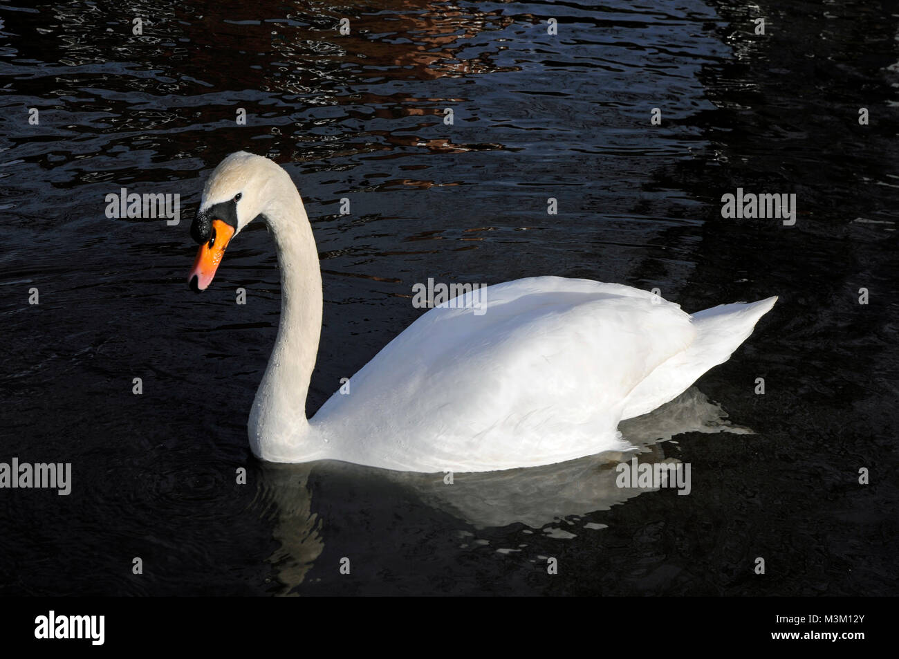 Mute Swans on Lancaster Preston canal Stock Photo - Alamy