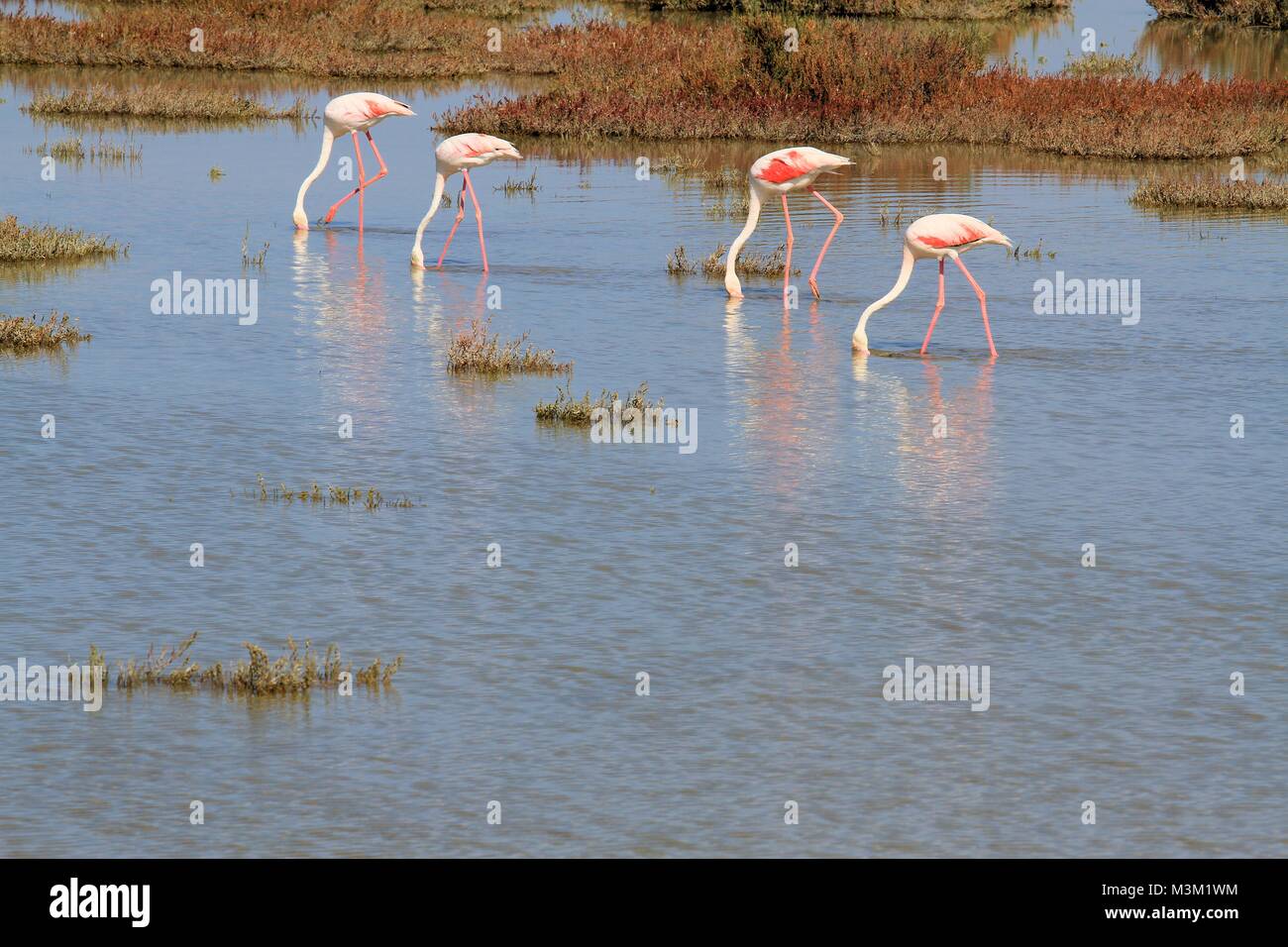 Flamingos outside water hi-res stock photography and images - Alamy