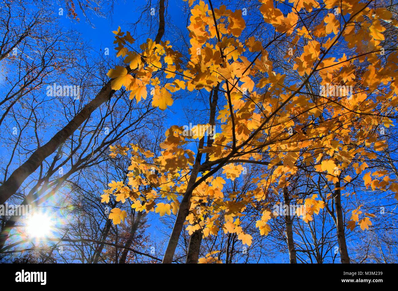 Forest landscape in autumn, Provence, France Stock Photo - Alamy